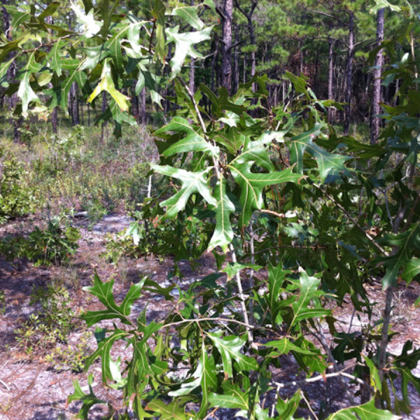 American Turkey Oak | Project Noah