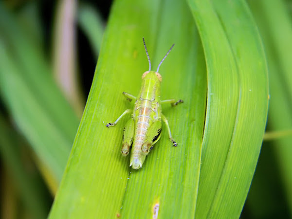 grasshopper | Project Noah