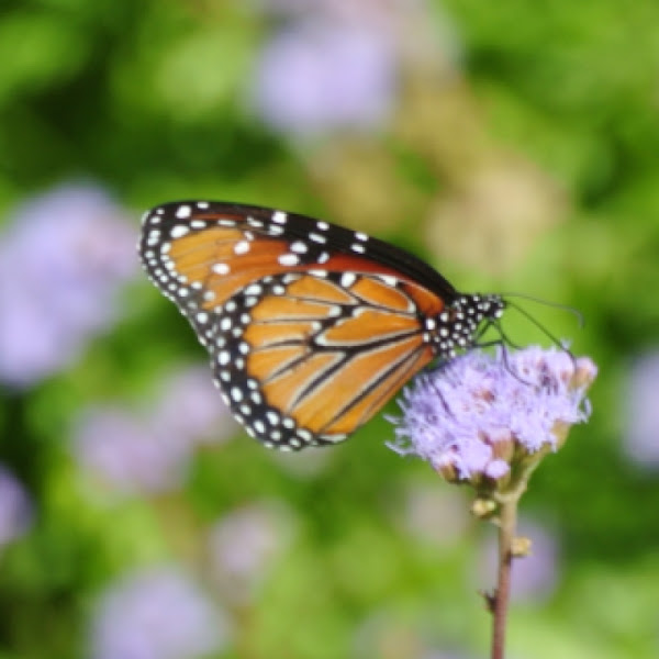 Queen | Project Noah