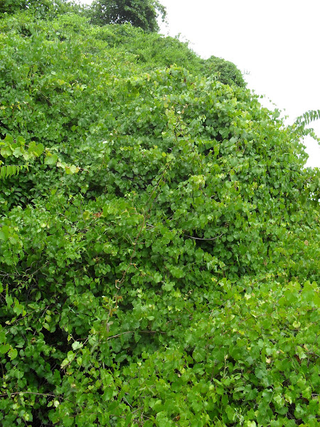 Wild Fox Grapes | Project Noah