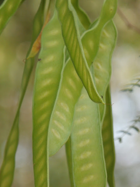 Lead Tree, Jumbay, White Popinac | Project Noah