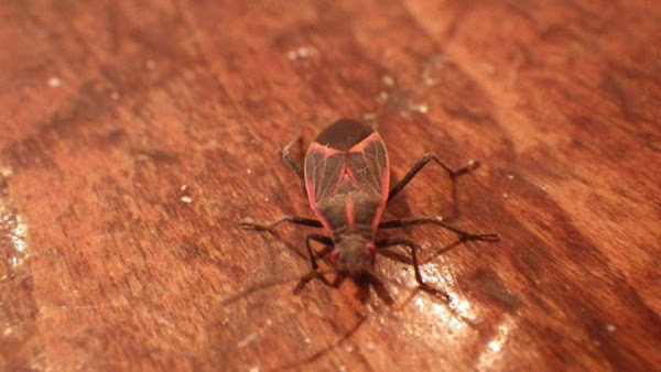 Boxelder Bug | Project Noah