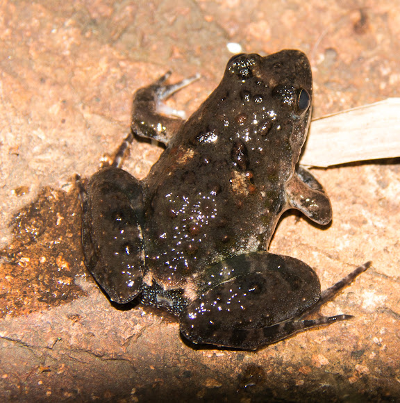Dwarf Puddle Frog | Project Noah