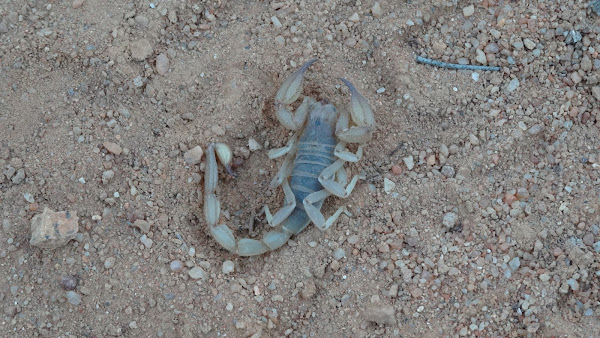 Desert Scorpion | Project Noah