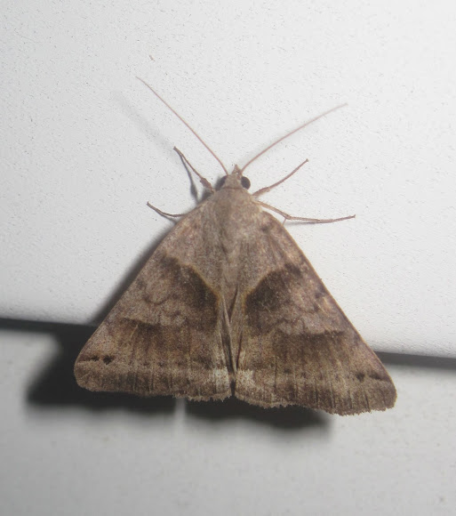 Clover Looper Moth | Project Noah