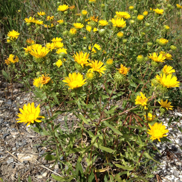 Gumweed | Project Noah
