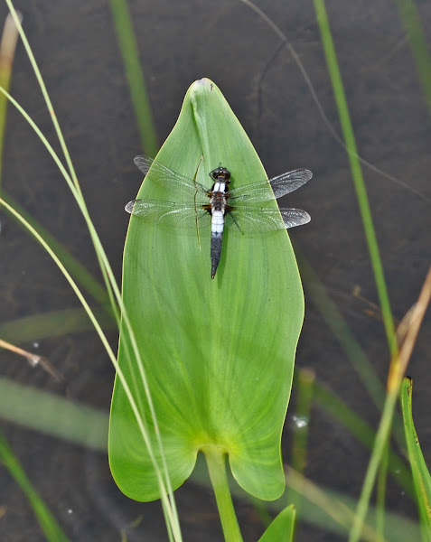 Chalk-Fronted Corporal | Project Noah