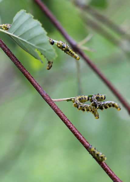 Dusky Birch Sawfly | Project Noah