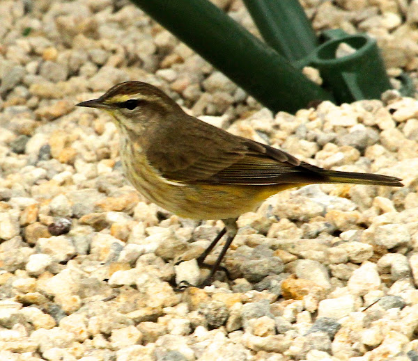 Palm Warbler | Project Noah