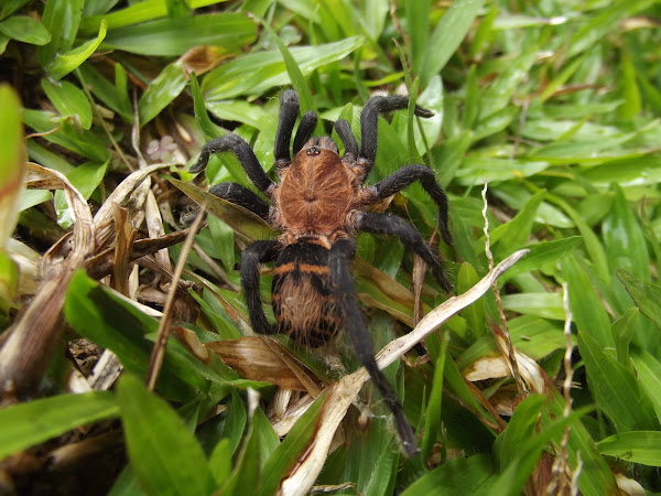 Costa Rican Dwarf Tigerrump Tarantula "Metriopelma zebratum" | Project Noah