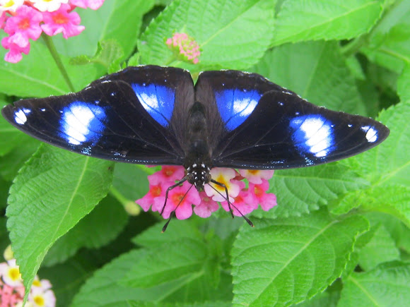 Varied Eggfly (male) | Project Noah