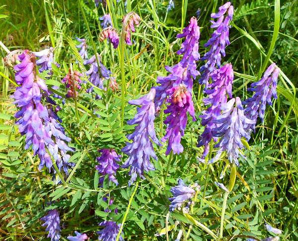 Tufted vetch | Project Noah