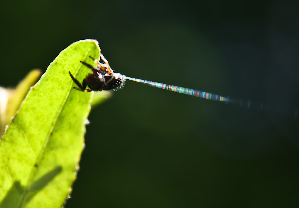 Emerald Jumping Spider | Project Noah