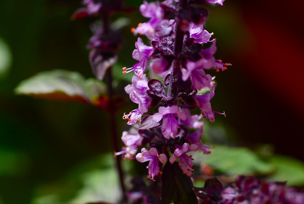 red basil | Project Noah