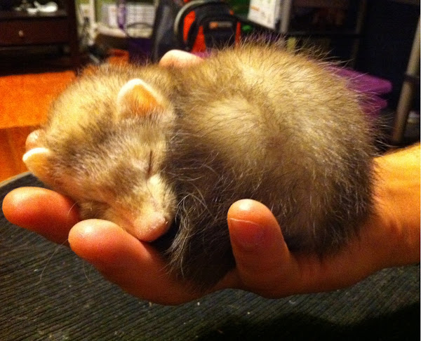 Ferret | Project Noah