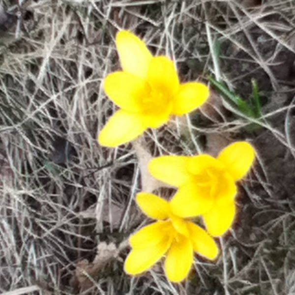 Crocus | Project Noah