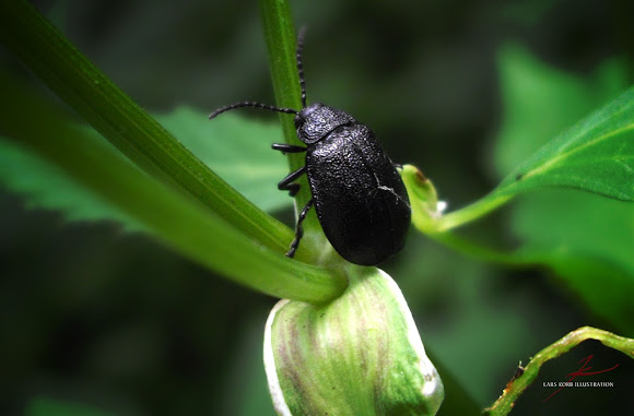 Tansy Leaf Beetle | Project Noah