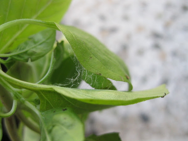 Tomato Looper | Project Noah