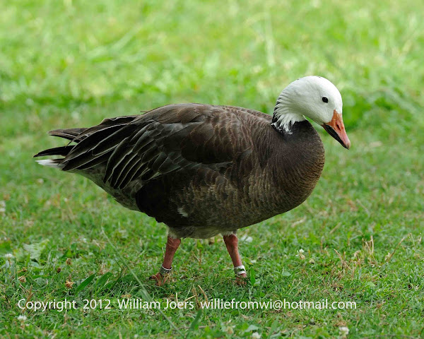 Blue Goose | Project Noah
