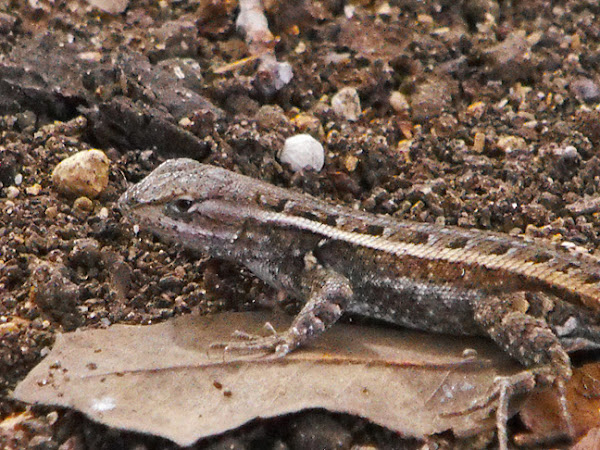 Texas Rose-bellied Lizard | Project Noah