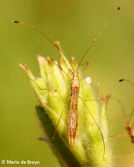 Stilt bug | Project Noah