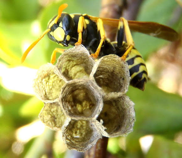 European paper wasp. Avispa papelera | Project Noah