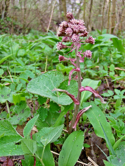 Common Butterbur/Navadni repuh | Project Noah