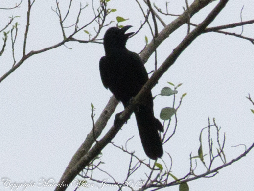 Slender-billed Crow | Project Noah