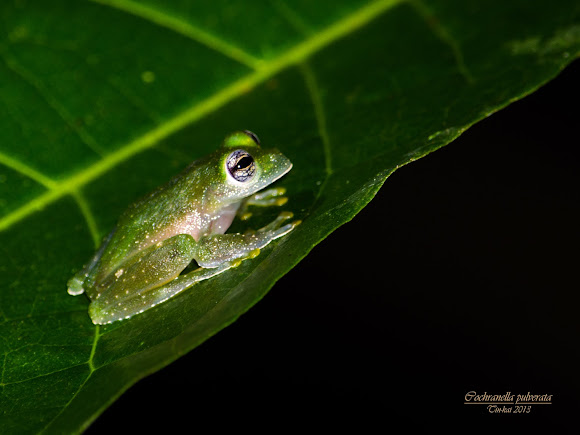 Powdered Glass Frog | Project Noah