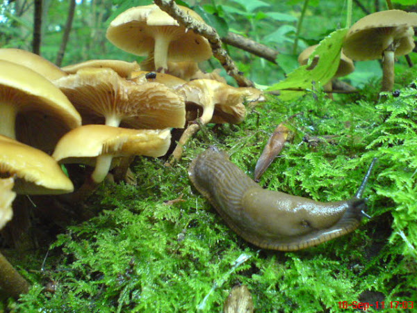 bite-marks from slug on Sheathed Woodtuft | Project Noah