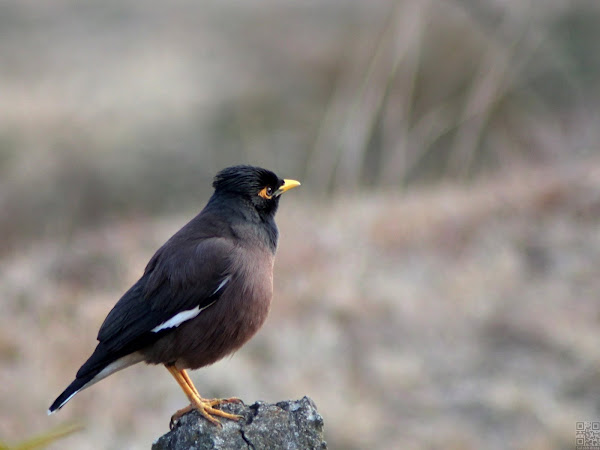 Mainah | Project Noah