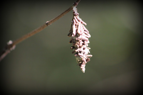 Bagworm Moth (case) | Project Noah