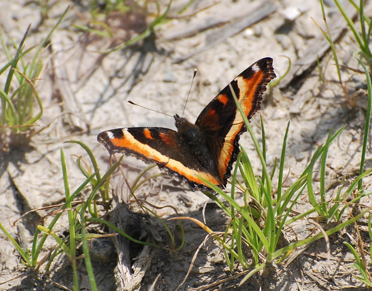 Milbert's Tortoiseshell | Project Noah