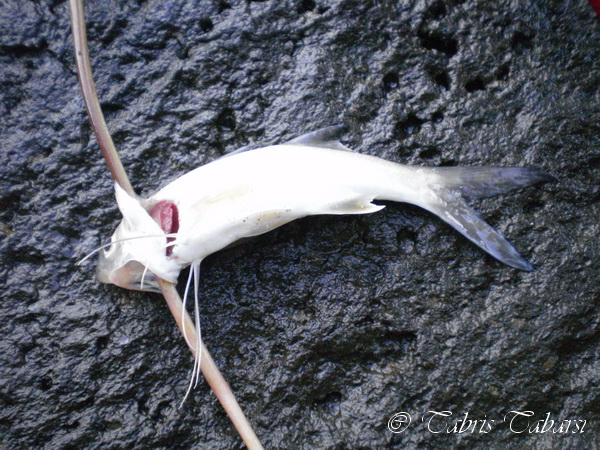 Kurau | Project Noah