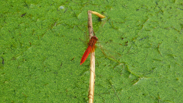 Scarlet Darter | Project Noah