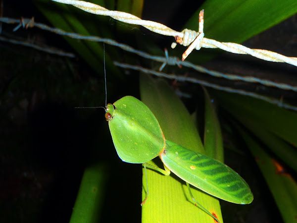 Peruvian Shield Mantis | Project Noah