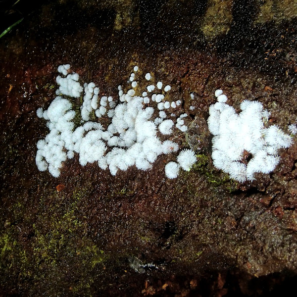 Coral Slime | Project Noah