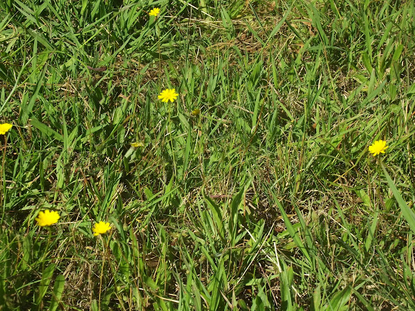 Small Grass Yellow | Project Noah