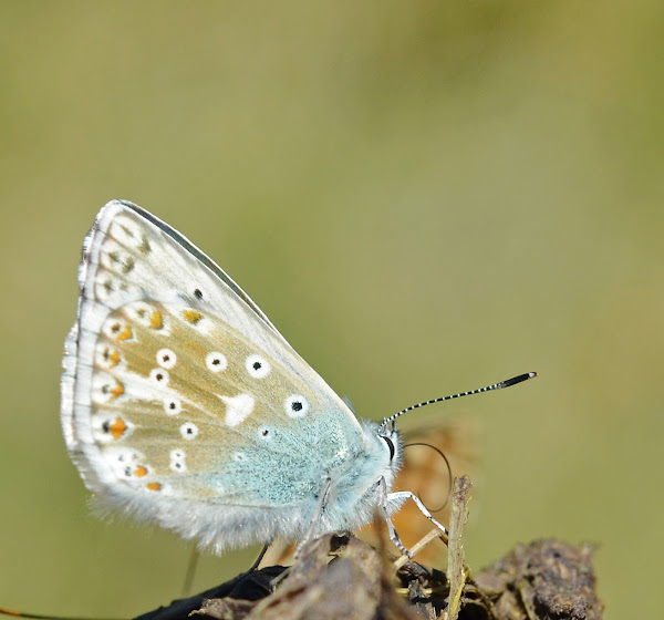 Chalkhill Blue - Argus bleu-nacré (male) | Project Noah