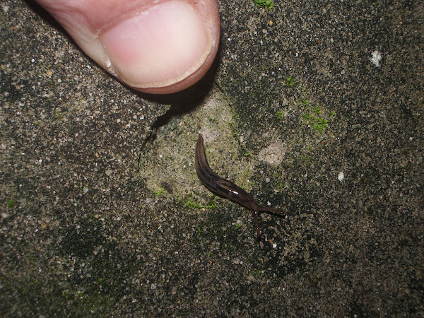 leopard slugs babies | Project Noah
