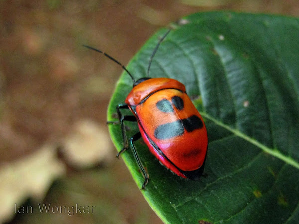 Red Jewel Beetle | Project Noah