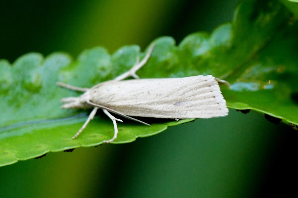 Rice Stem Borer | Project Noah