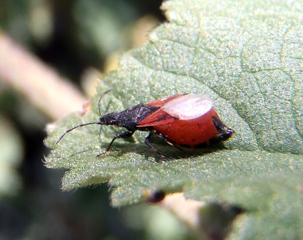Nymph each red bug. Ninfa de chinche roja del melocotonero | Project Noah