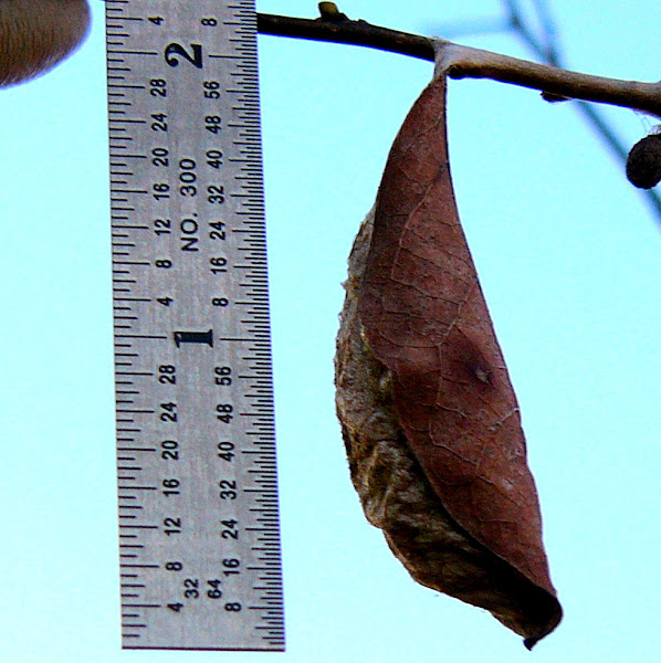 Promethea Silk Moth Cocoon | Project Noah