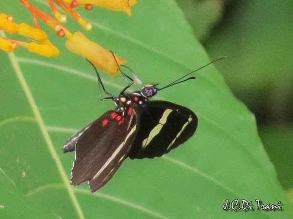 Heliconius Butterfly | Project Noah