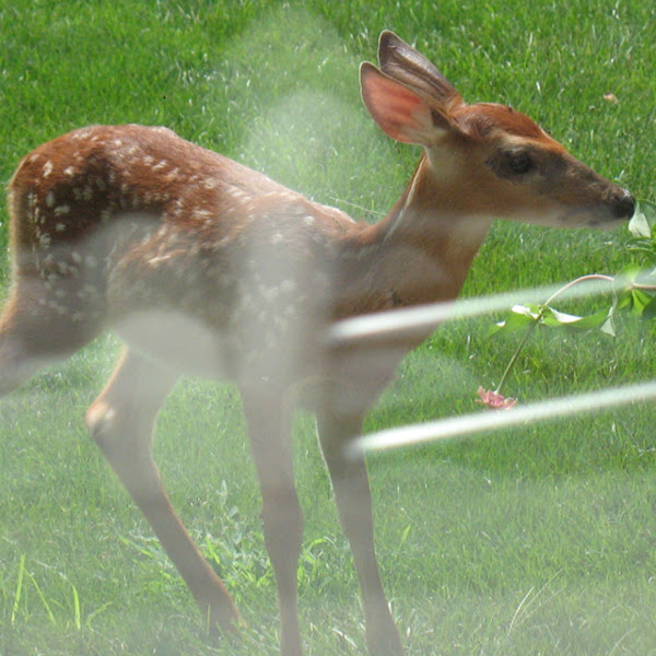 White-tailed deer fawn | Project Noah