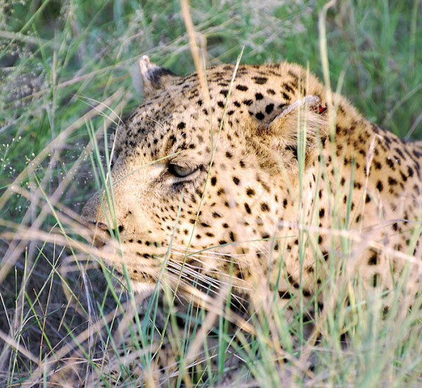 Leopard | Project Noah