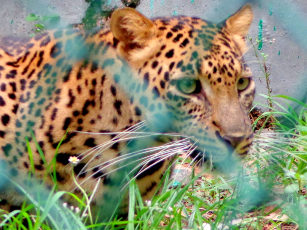 The Indian leopard | Project Noah
