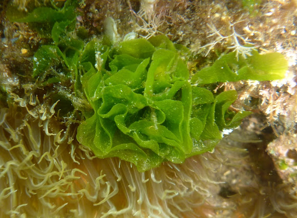 Alga verde | Project Noah