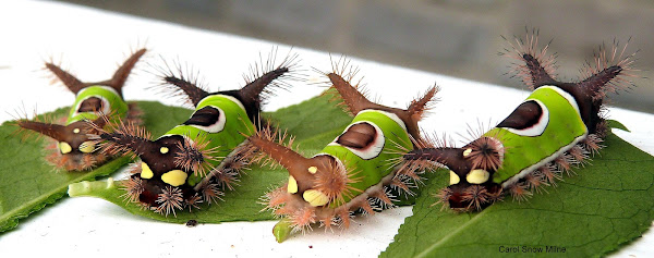 Saddleback Caterpillar Moth larva | Project Noah